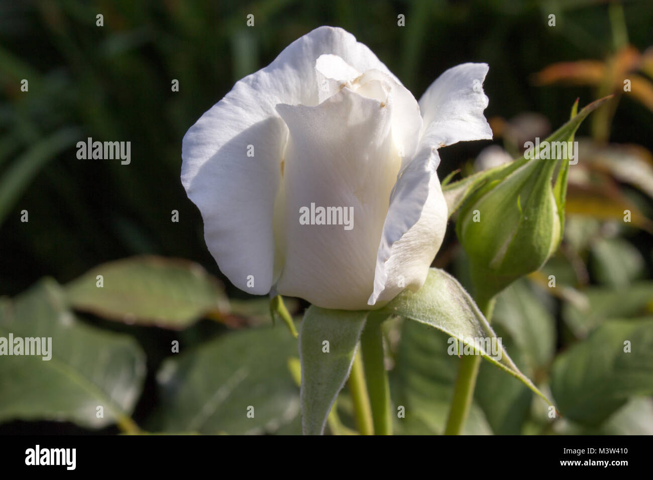 White rose in the garden and leaves Stock Photo - Alamy
