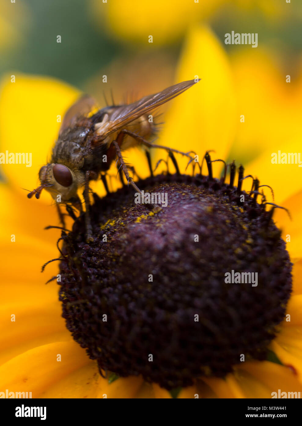 Garden insect macro hi-res stock photography and images - Alamy