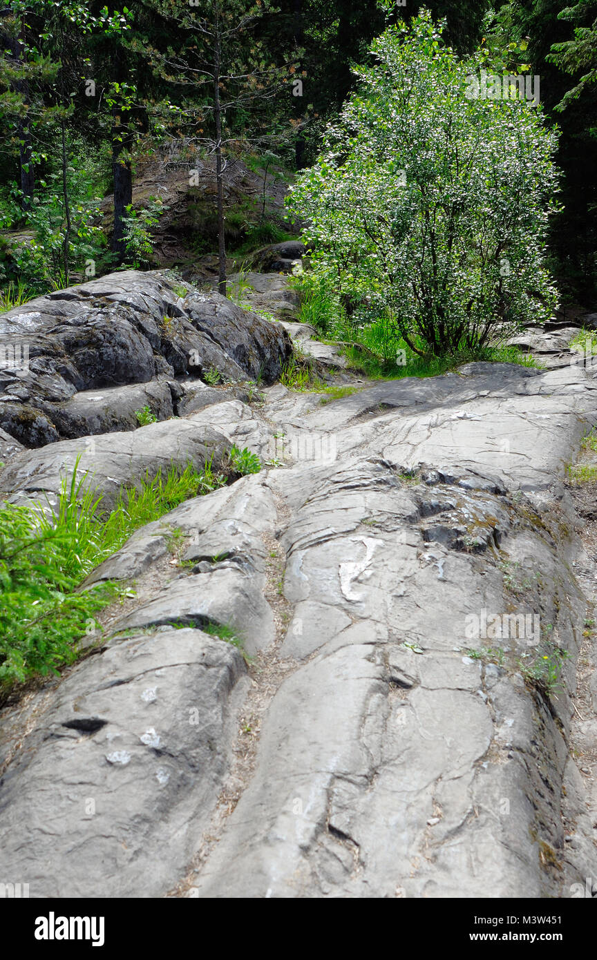 Sunlit stone in the wild forest Stock Photo - Alamy