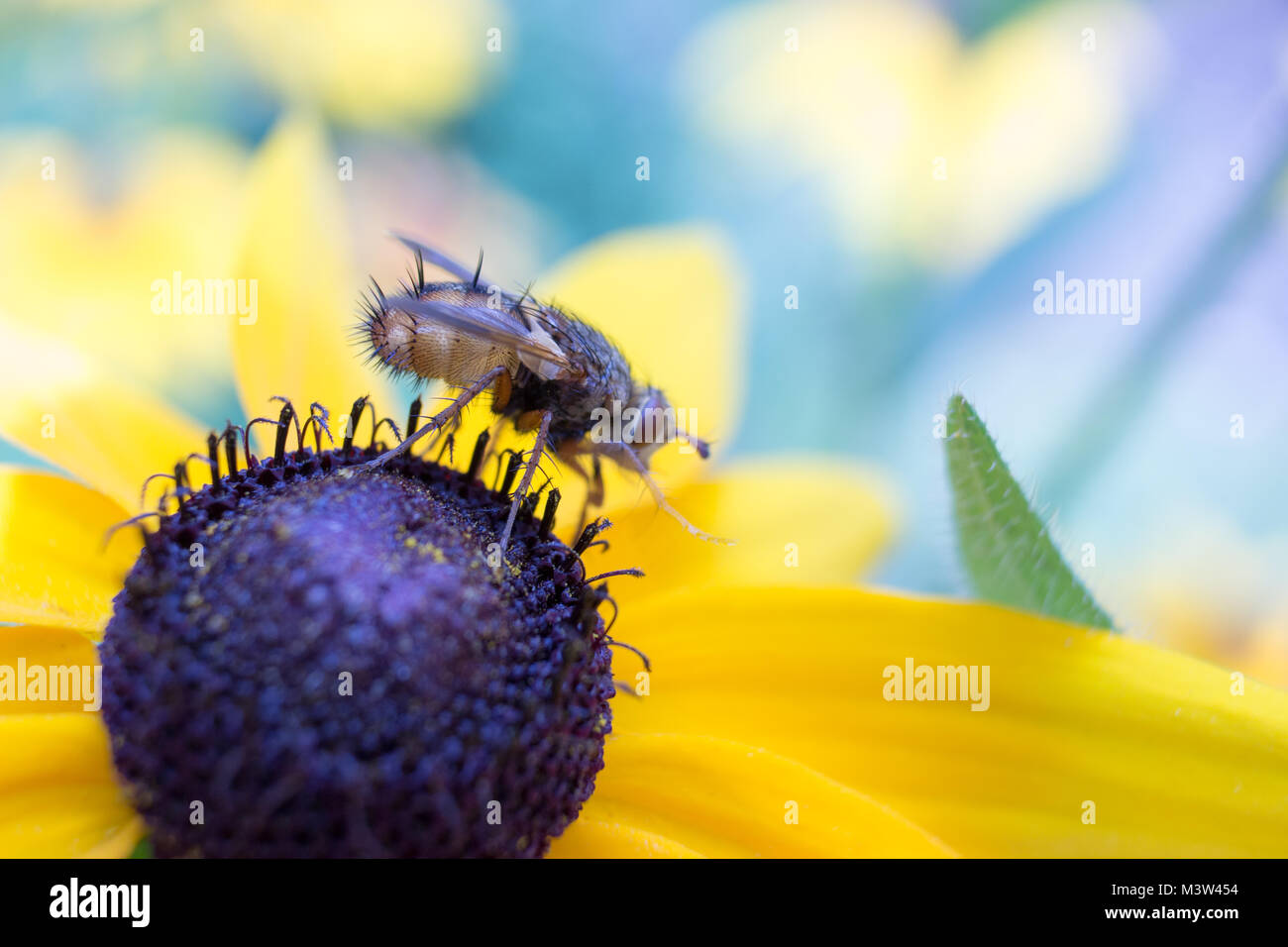 A fly on a flowers in the garden Stock Photo - Alamy