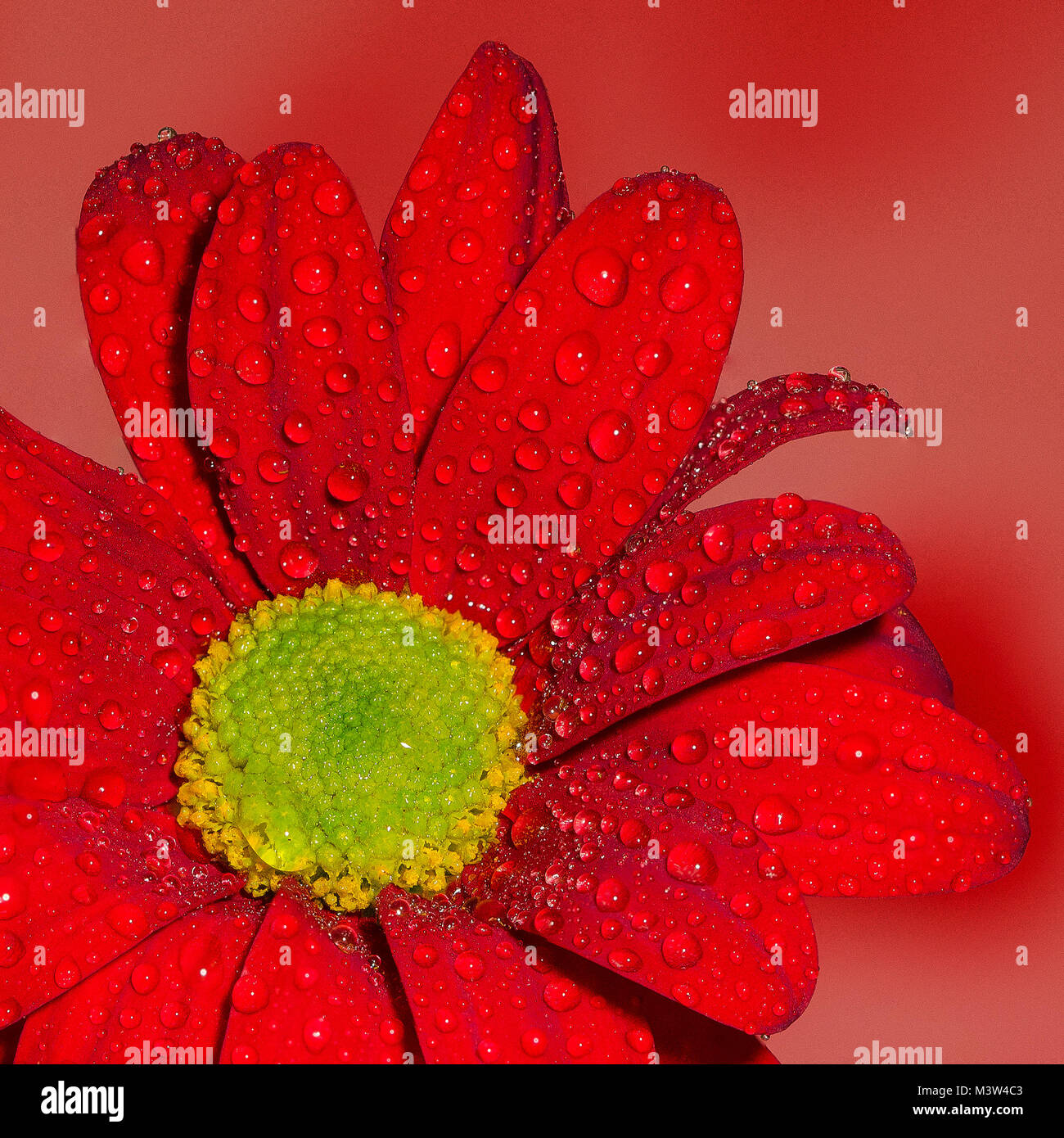 Receptacle of the flower hi-res stock photography and images - Alamy