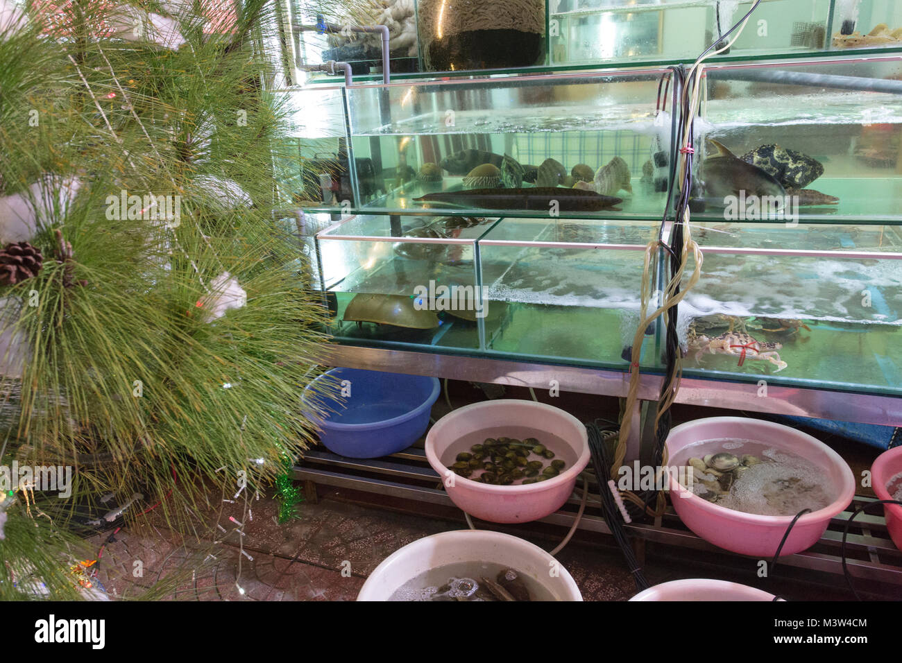 Live fish at restaurant in Vietnam, South East Asia Stock Photo - Alamy