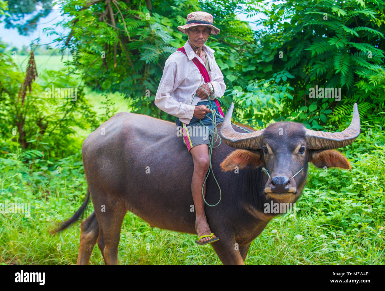 Burmese farmer riding buffalo in Shan state Myanmar Stock Photo - Alamy