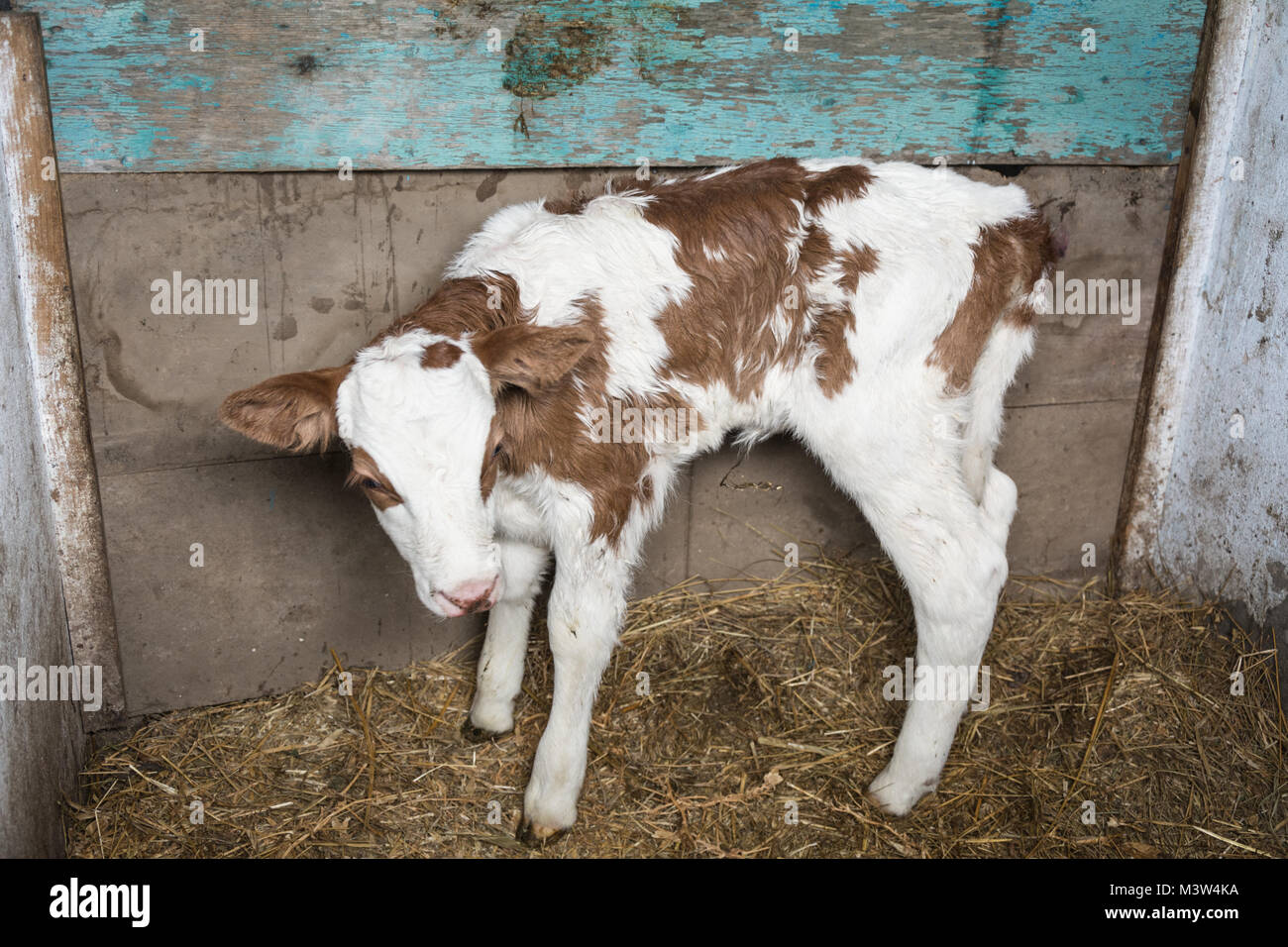 A young calf with red spots. The calf is in the pen, two days from ...