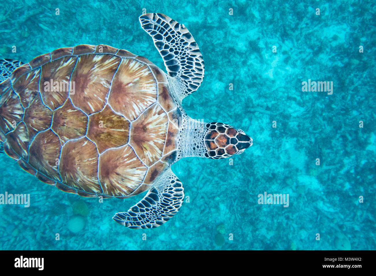 The hawksbill sea turtle (Eretmochelys imbricata) is a critically ...