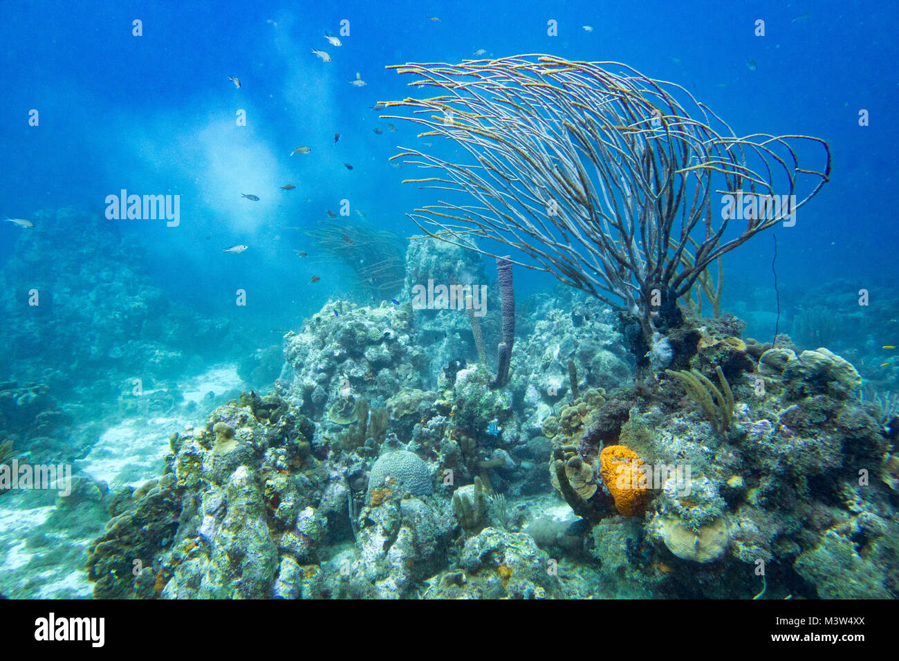 Coral reef landscape with branch coral, sponges, fish and sediment ...