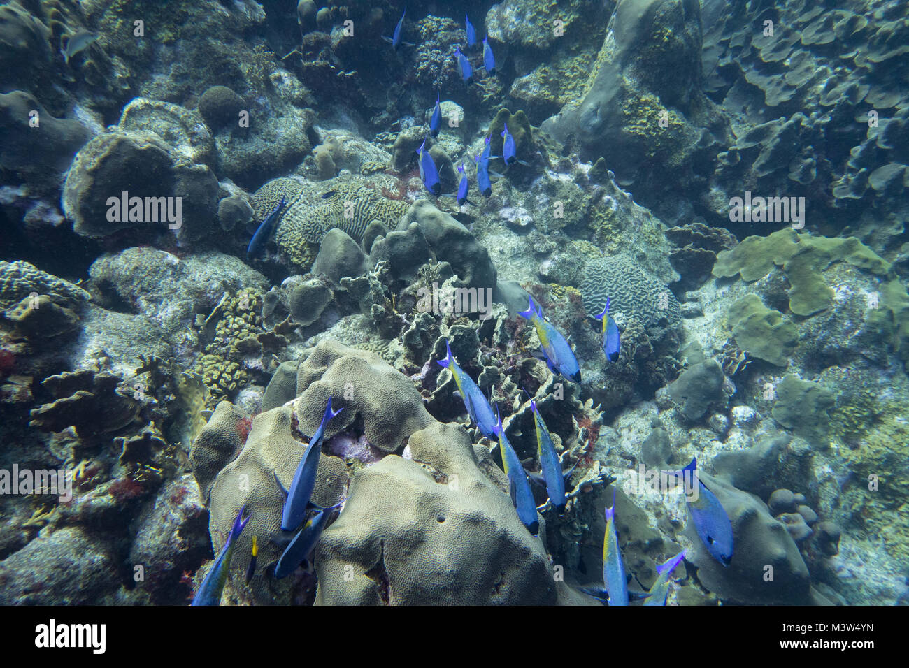 Large wrasse hi-res stock photography and images - Alamy