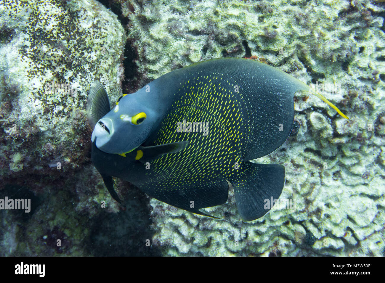 Angel fish looking hi-res stock photography and images - Alamy