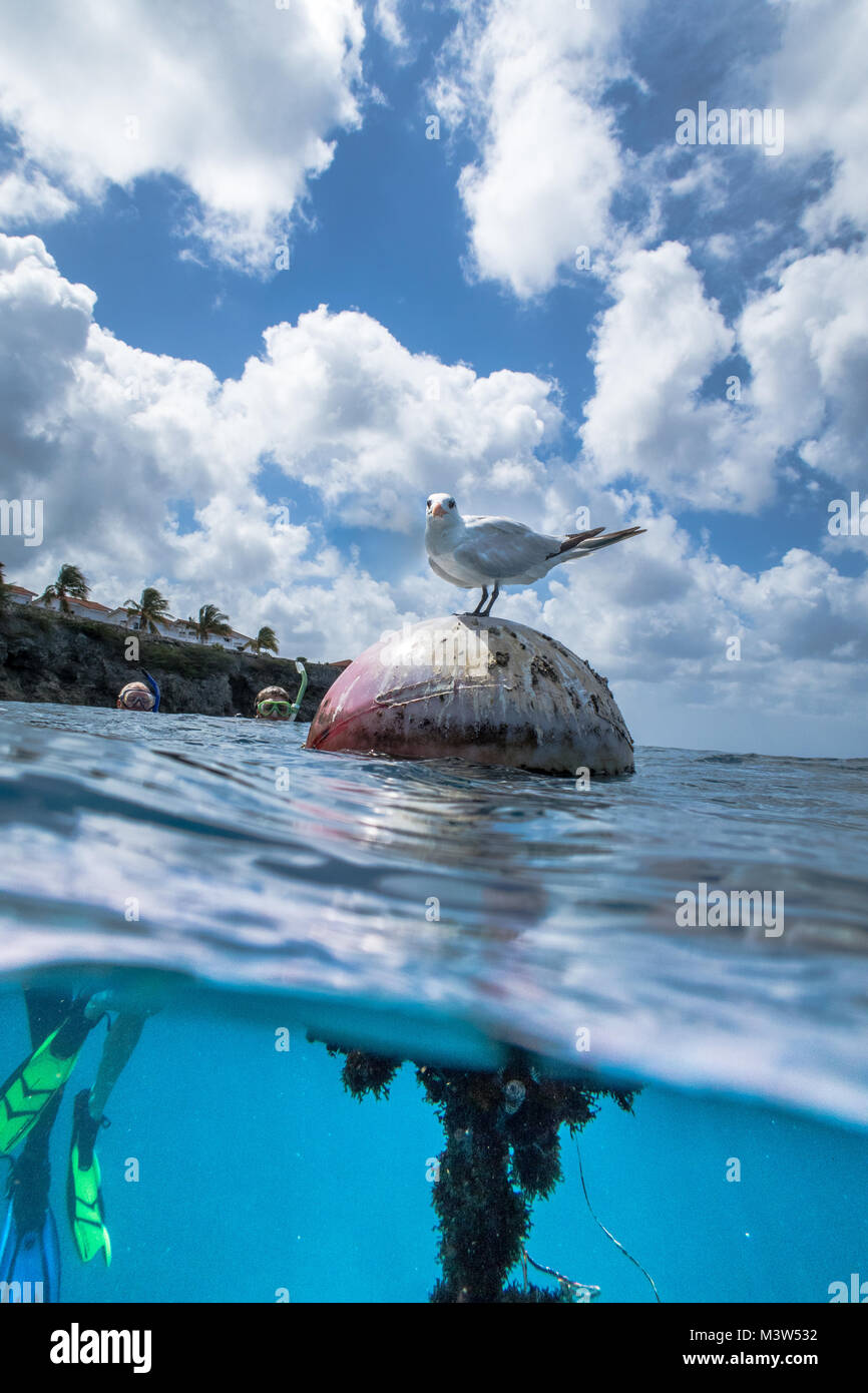 Half underwater shot of seagull just before diving Stock Photo - Alamy