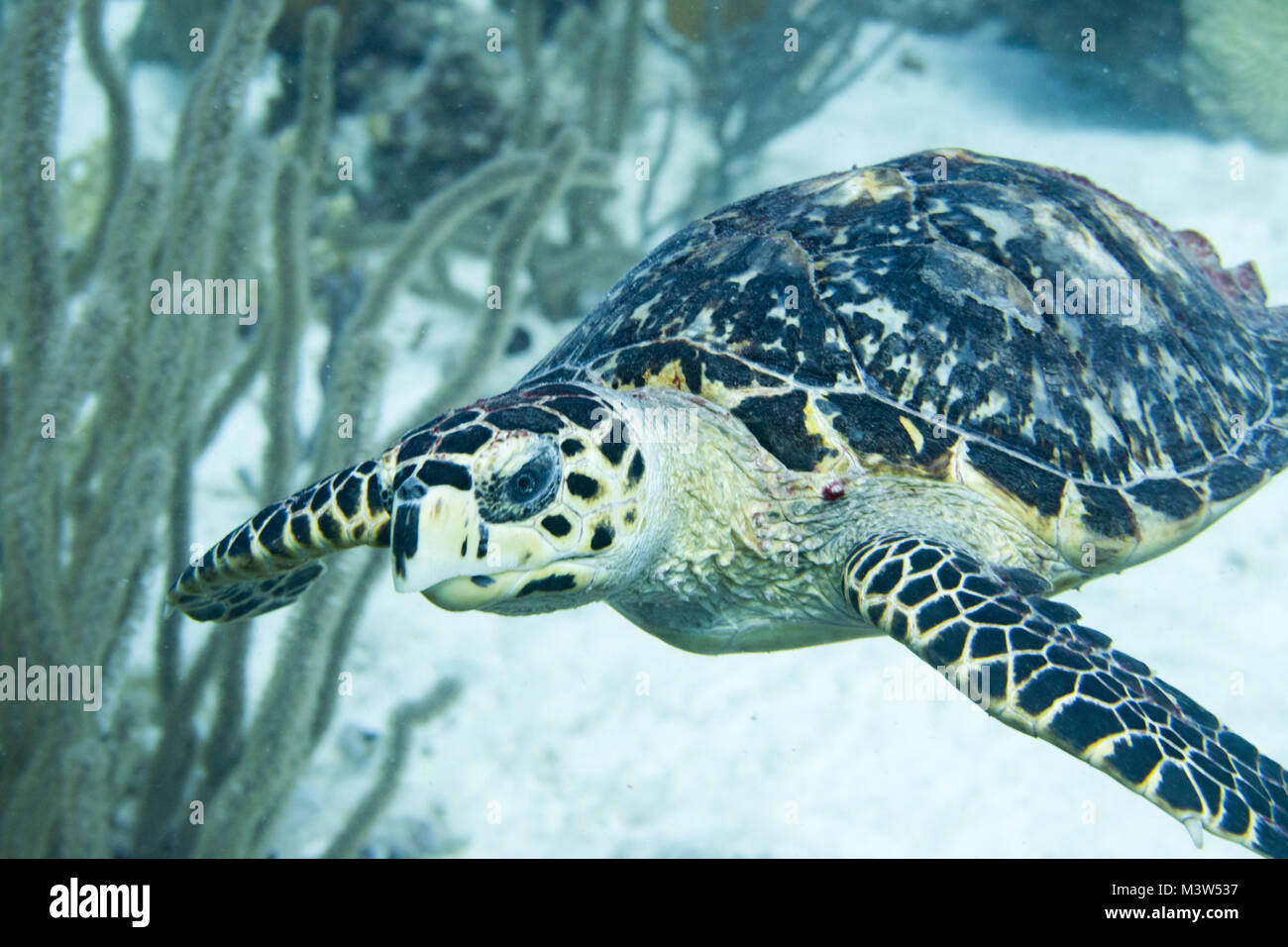 The hawksbill sea turtle (Eretmochelys imbricata) is a critically ...