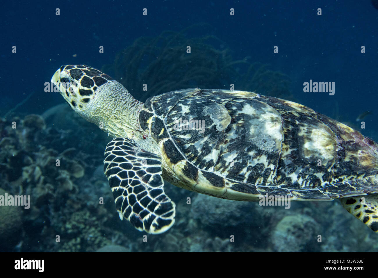 The hawksbill sea turtle (Eretmochelys imbricata) is a critically ...