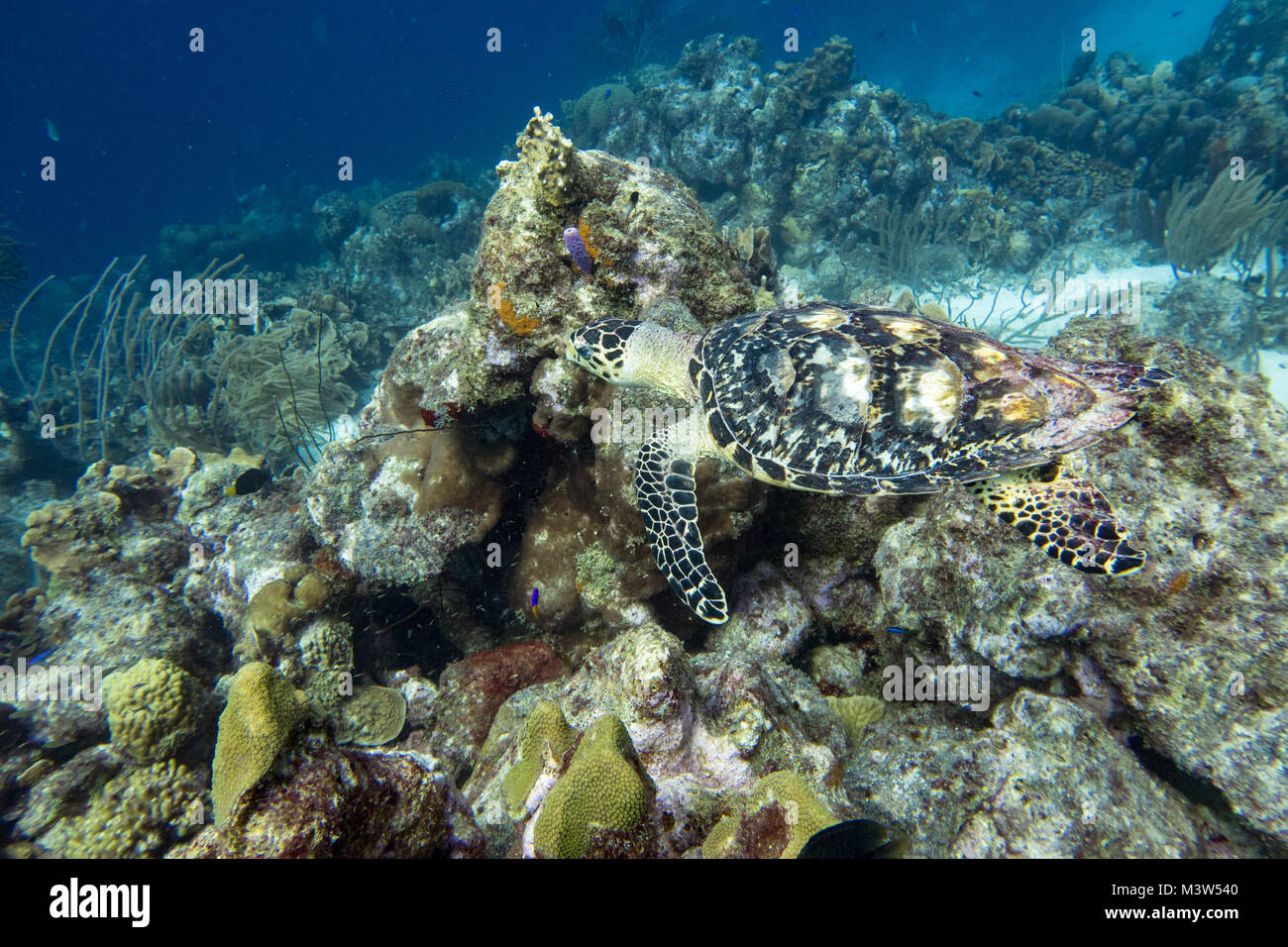 The hawksbill sea turtle (Eretmochelys imbricata) is a critically ...