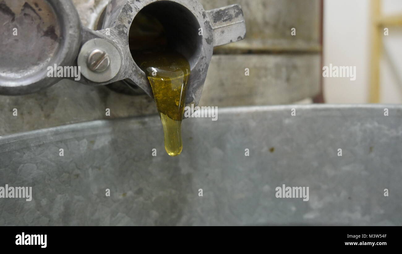 honey dropping from the extractor Stock Photo - Alamy