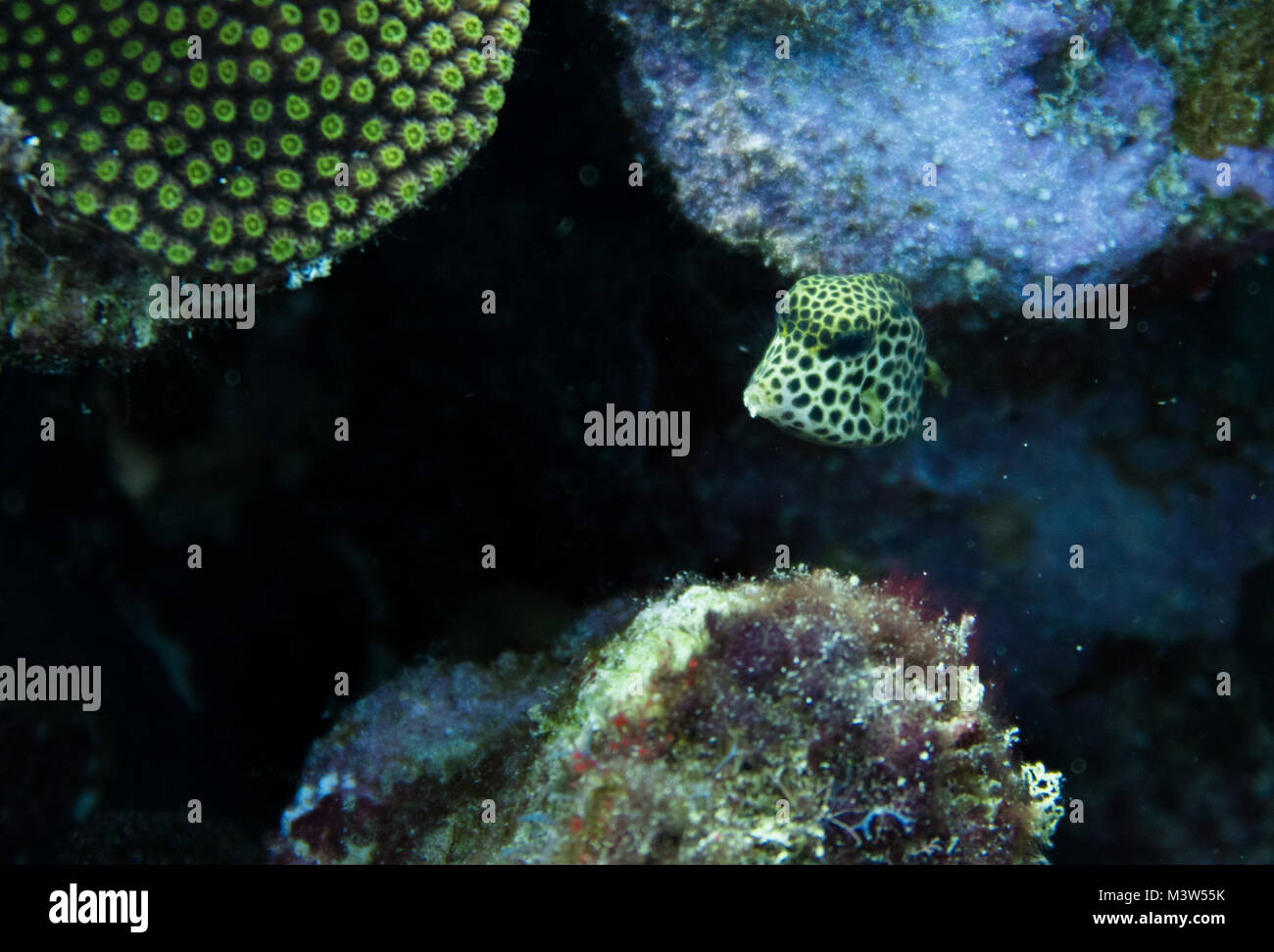 Juvenile trunkfish hi-res stock photography and images - Alamy