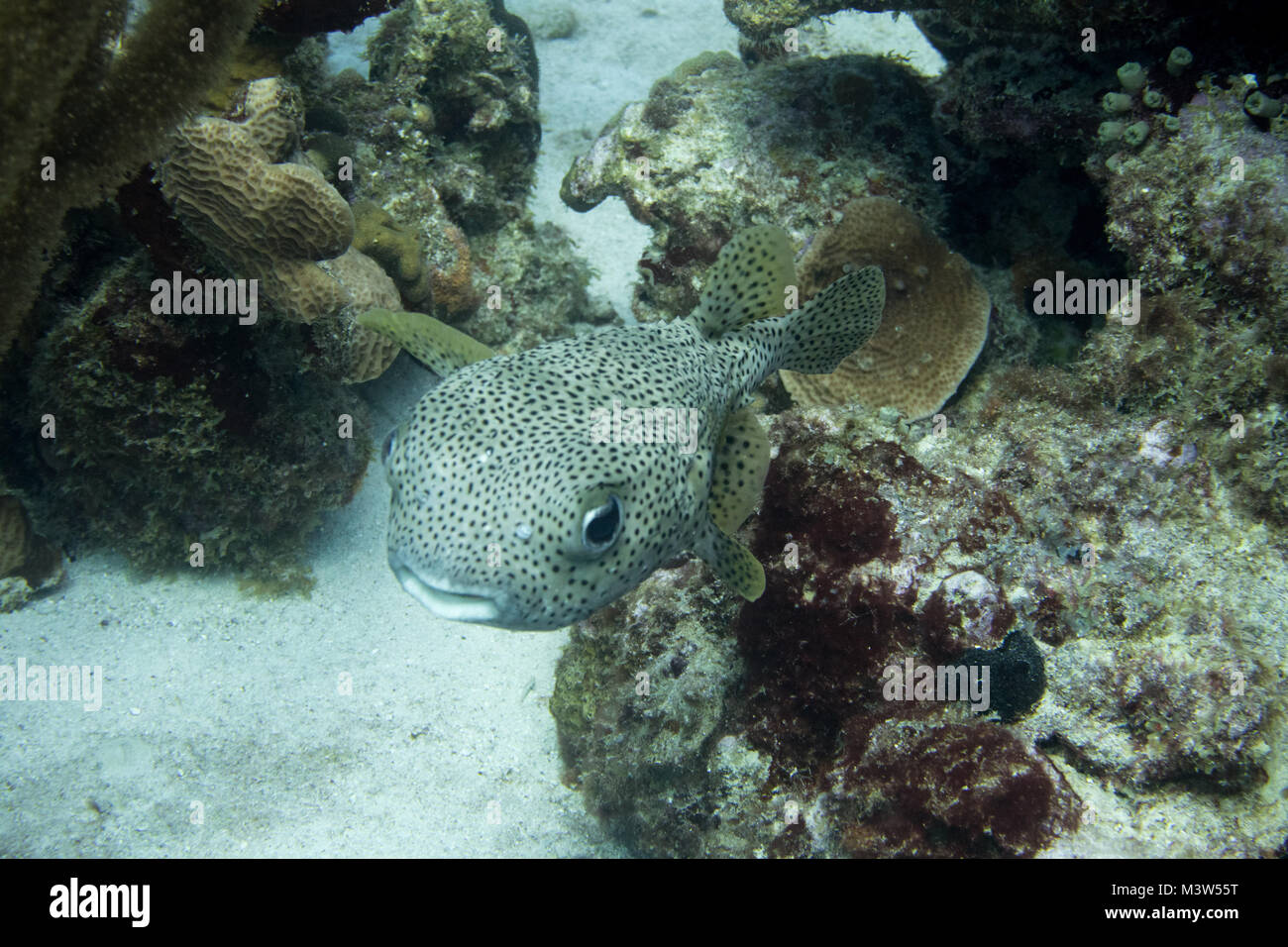 The spot-fin porcupinefish is a medium-sized fish which grows up to 91 ...