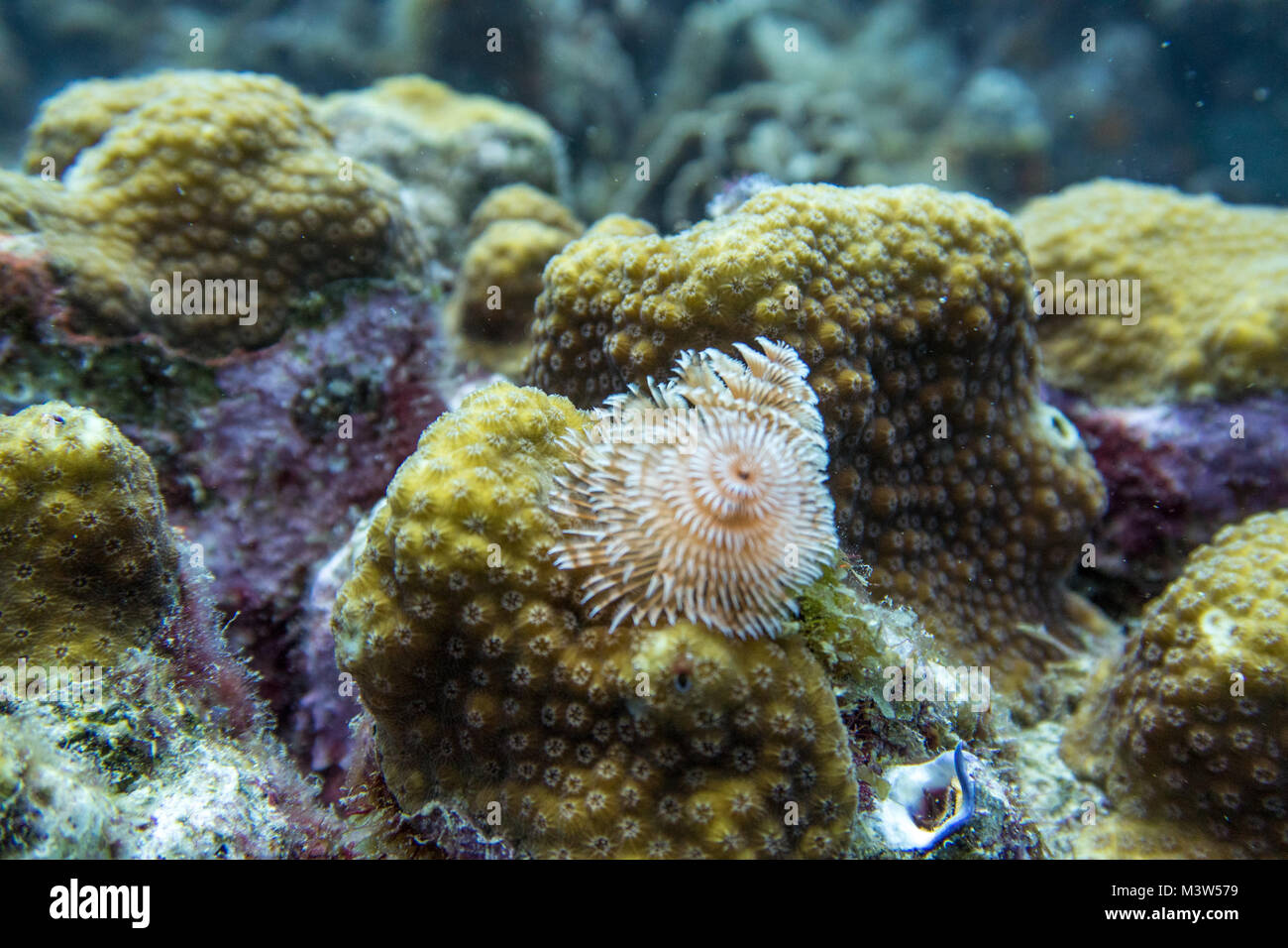 Christmas tree worm on coral polyps Stock Photo - Alamy