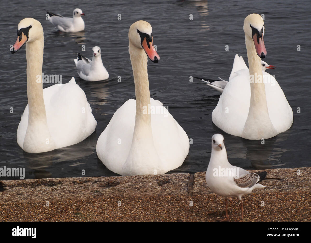 Three swans and terns looking and waiting for food at the edge of a ...