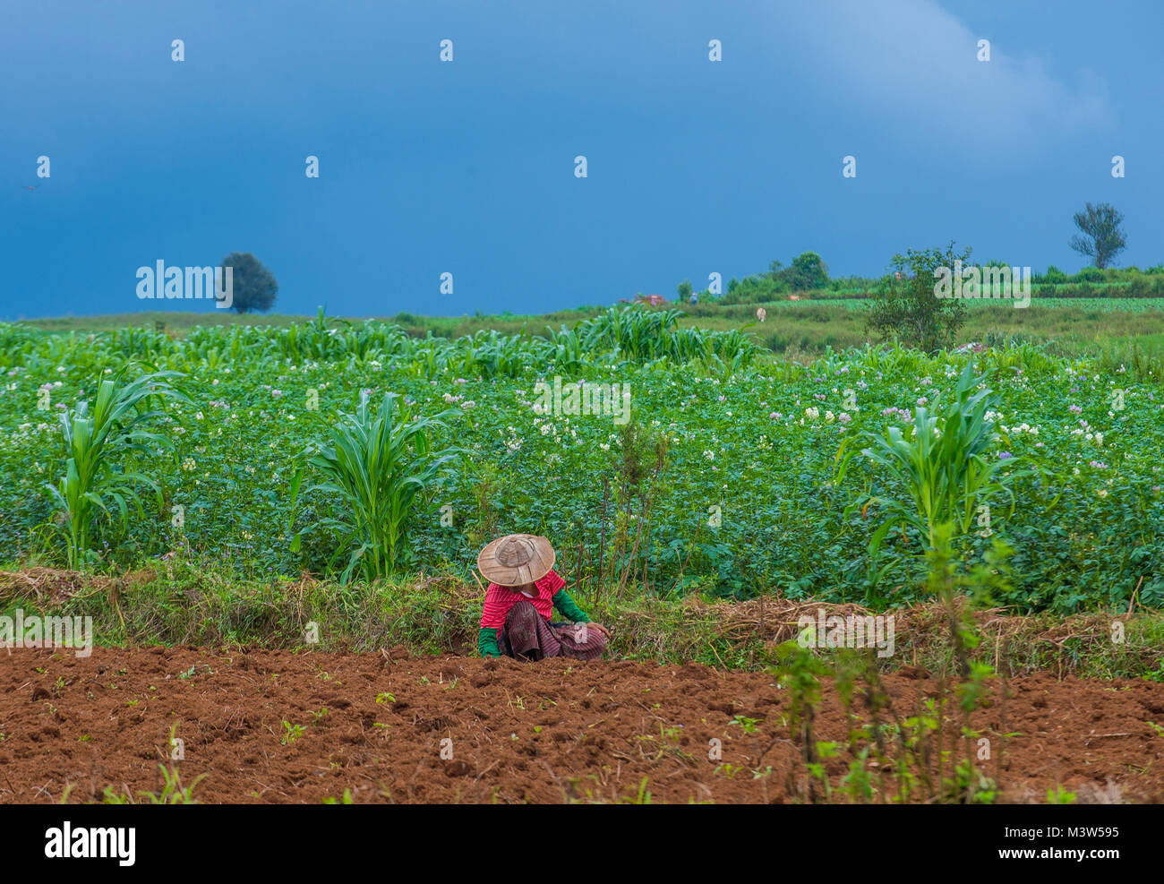Myanmar ecology hi-res stock photography and images - Alamy