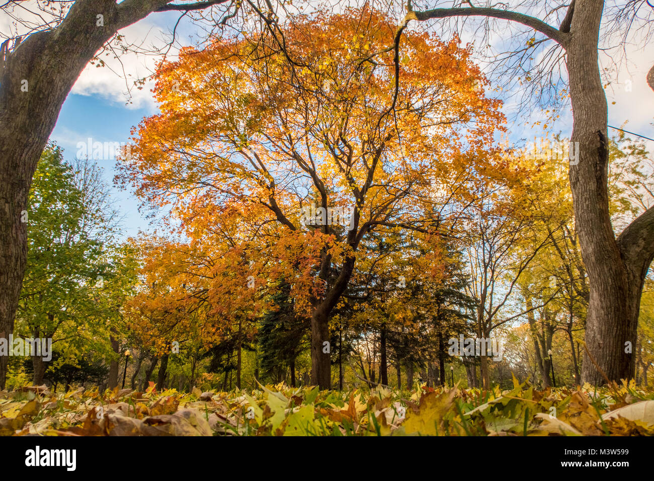 It's fall and the leaves are orange in this Montreal parc. This big ...
