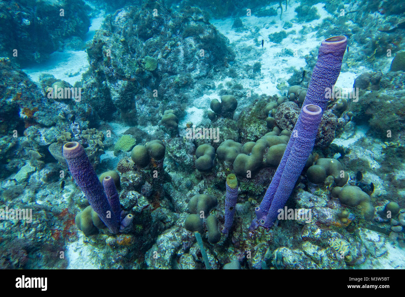 Callyspongia vaginalis, known as the branching vase sponge is a ...
