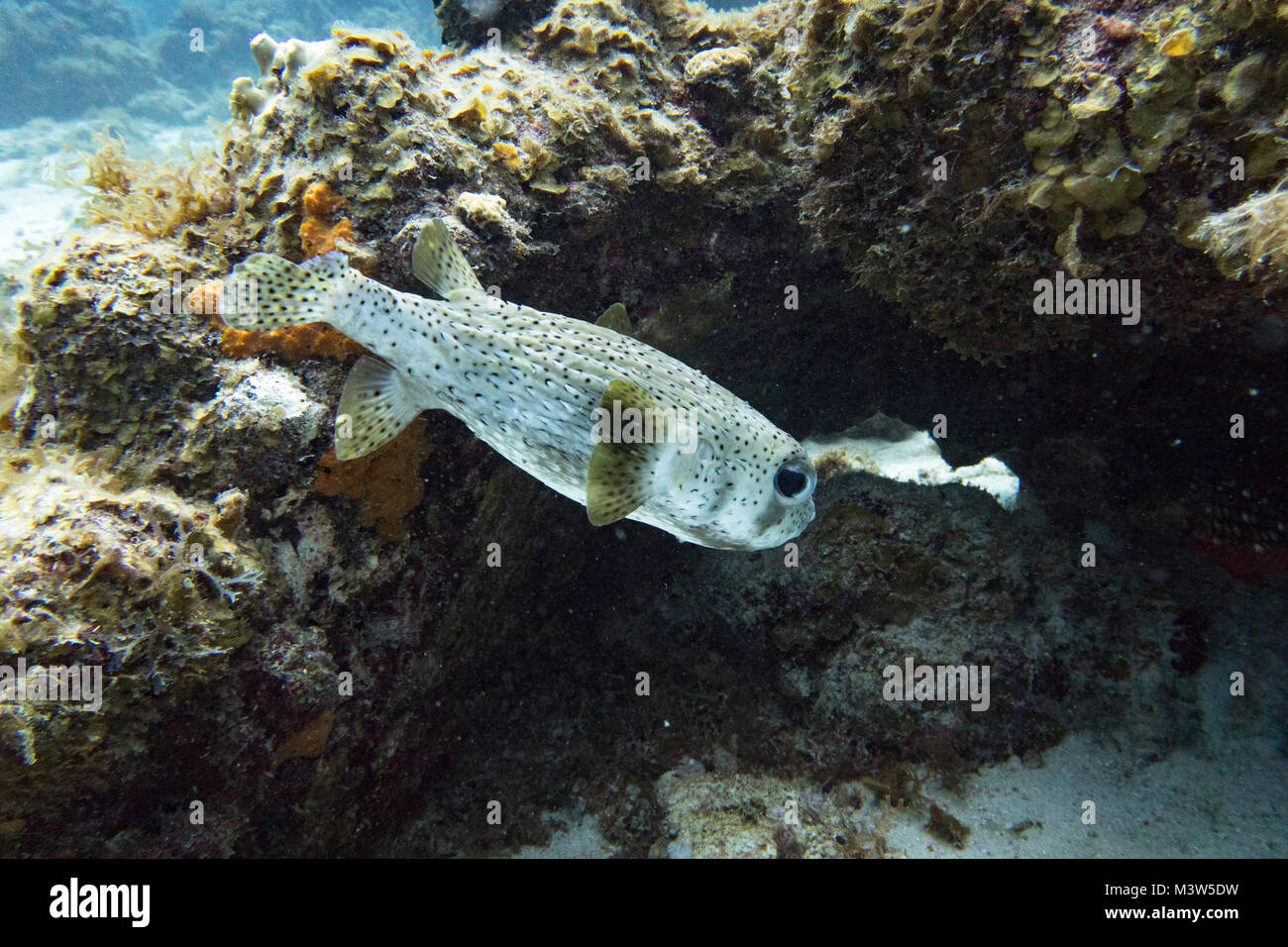 The spot-fin porcupinefish is a medium-sized fish which grows up to 91 ...