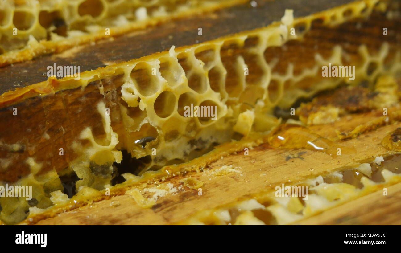 Top of section in bee hive with honey and open alveole before harvest ...