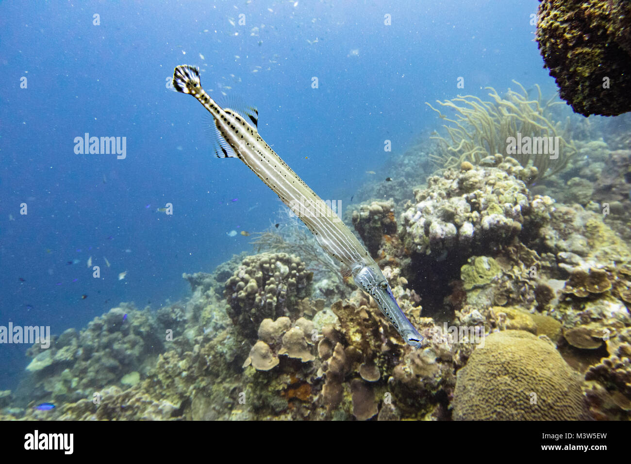 Long Bodied Fish High Resolution Stock Photography and Images - Alamy