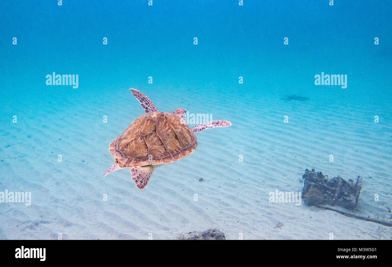 The hawksbill sea turtle (Eretmochelys imbricata) is a critically ...