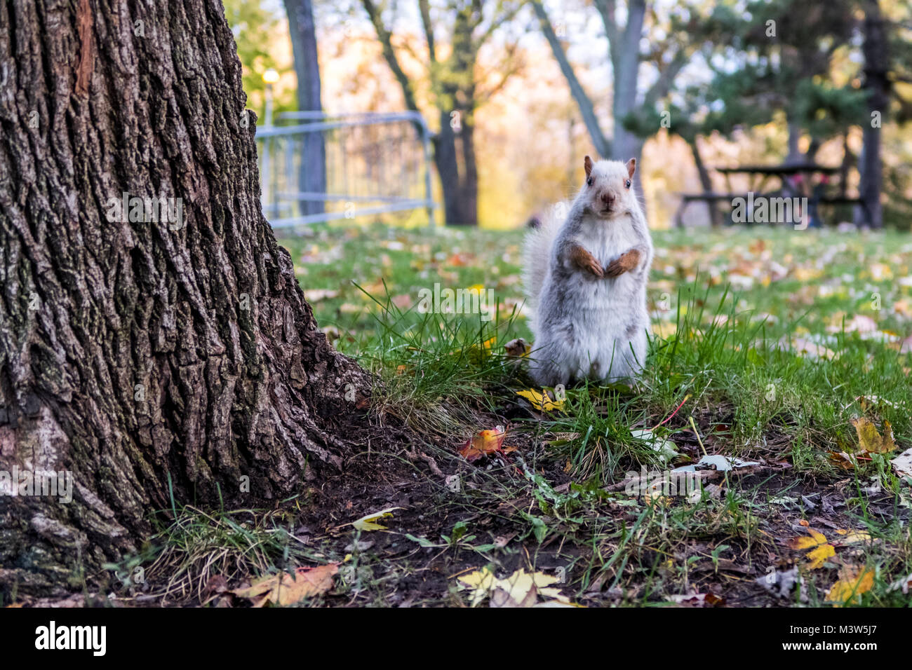 This white squirrel looked straight at the camera in the Montreal parc ...