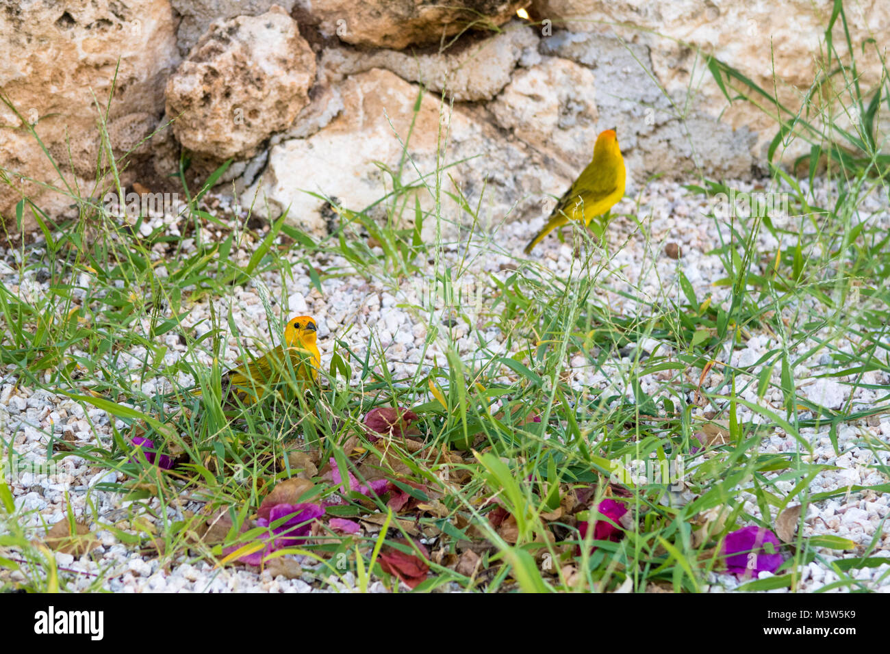 Yellow warble in curacao, caribbean on grass and rocks with bright ...