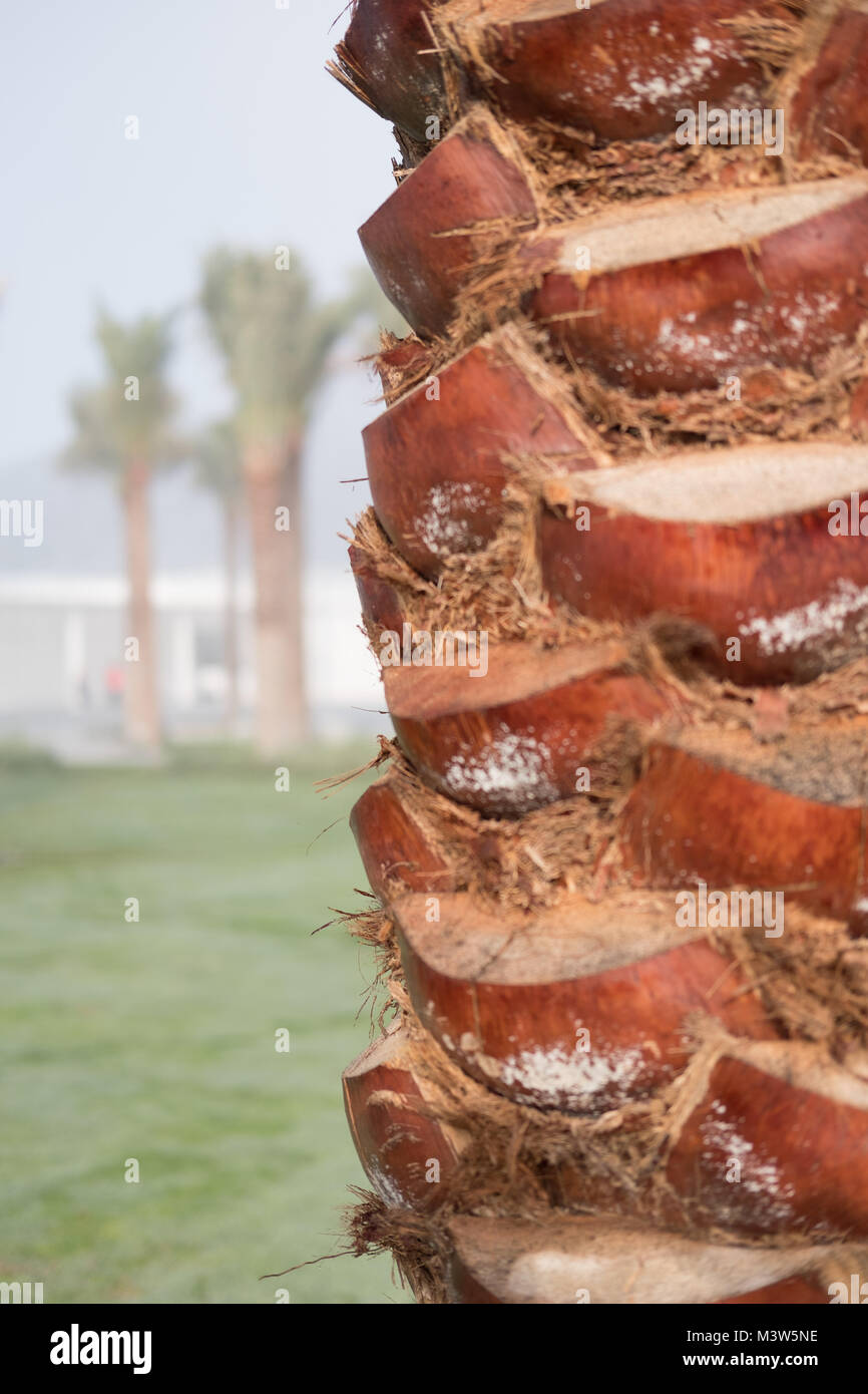 Coconut palm tree trunk texture hi-res stock photography and images - Alamy
