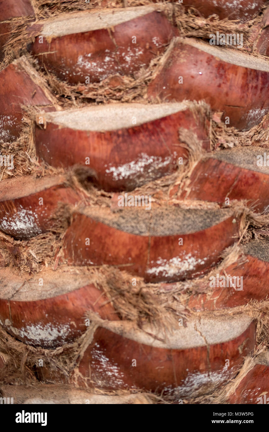 Palm Tree Brown Colour Strong Stem / Trunk Close up Shot taken during ...