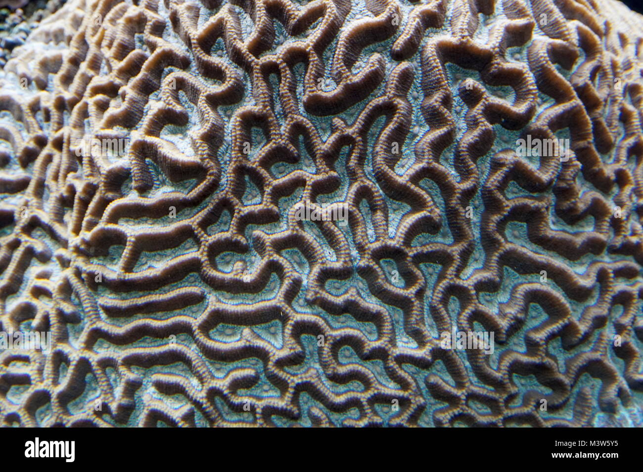 Live brain corals in the Aquarium in London Zoo, London Stock Photo - Alamy