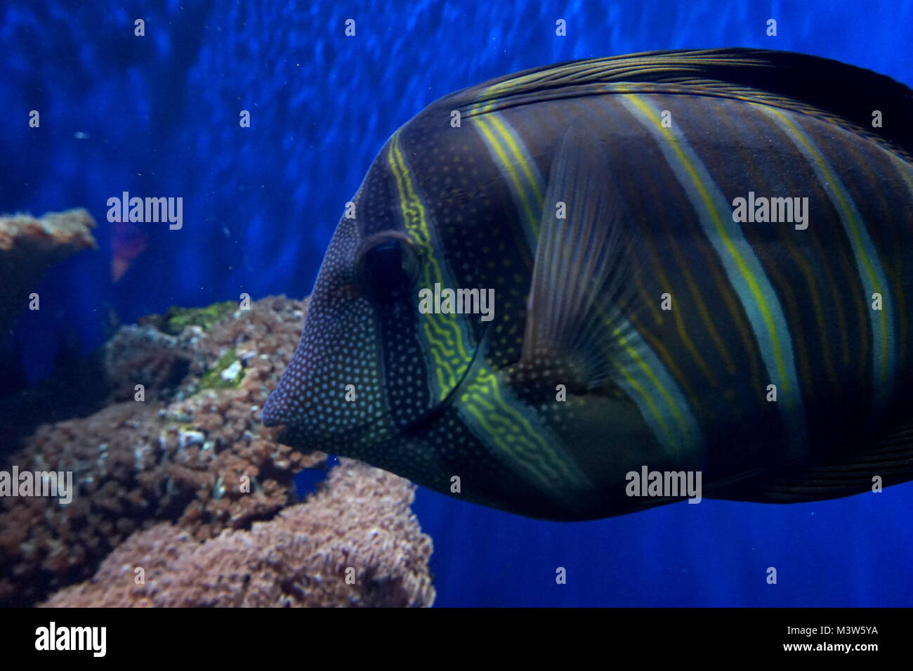 The Aquarium in London Zoo, London Stock Photo - Alamy