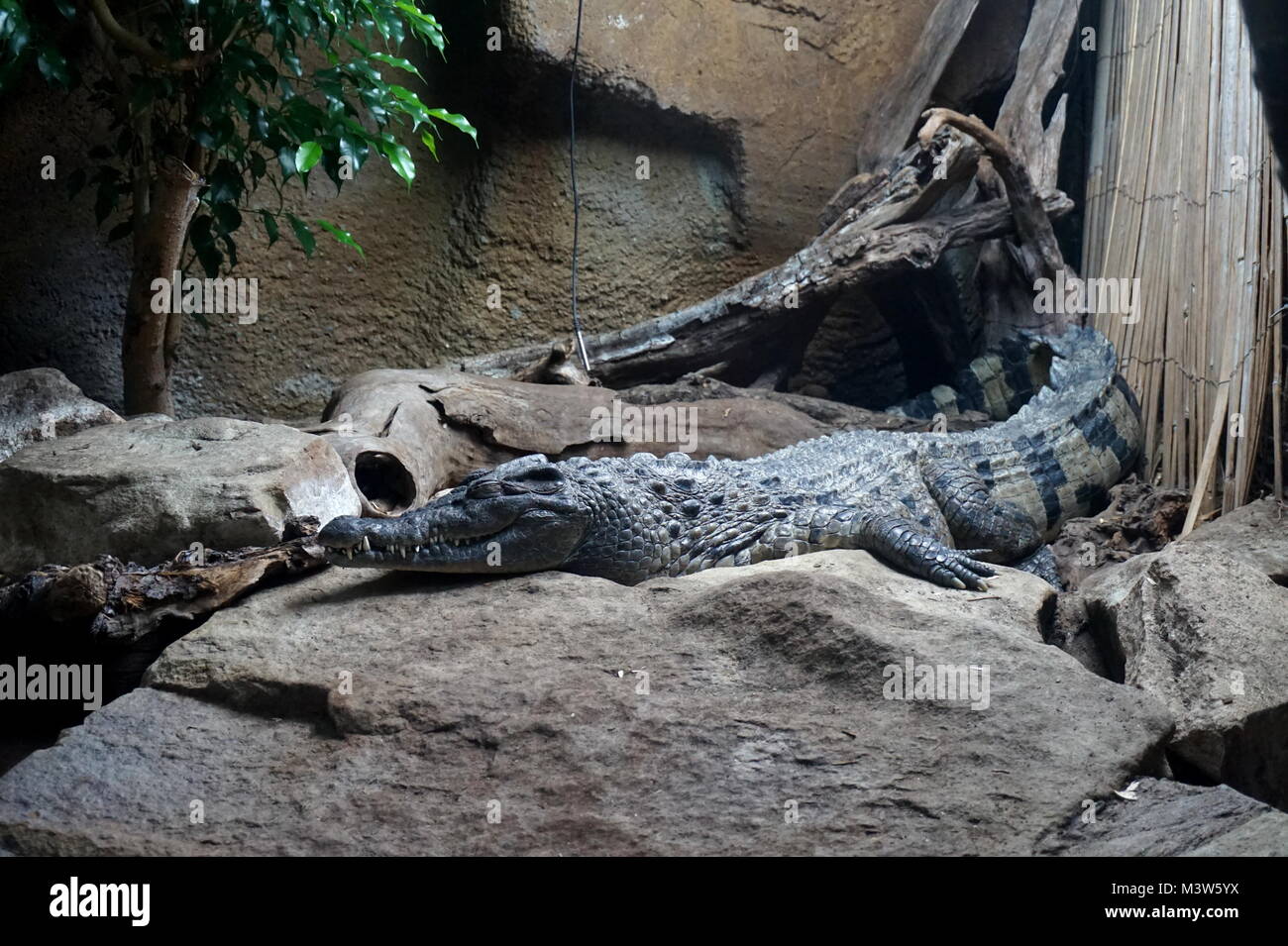 Cage zoo crocodile hi-res stock photography and images - Alamy