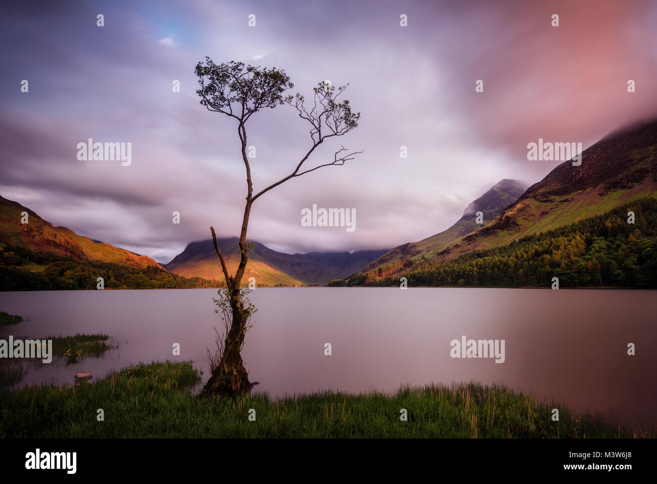 Buttermere Lonesome Tree United Kingdom taken in 2015 Stock Photo - Alamy