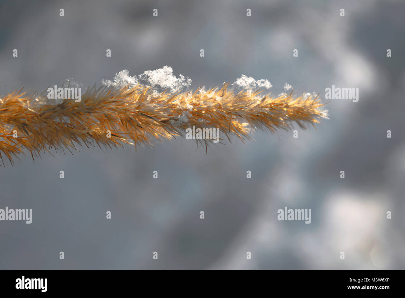A stalk of fluff is covered with hoarfrost on a blurred background ...