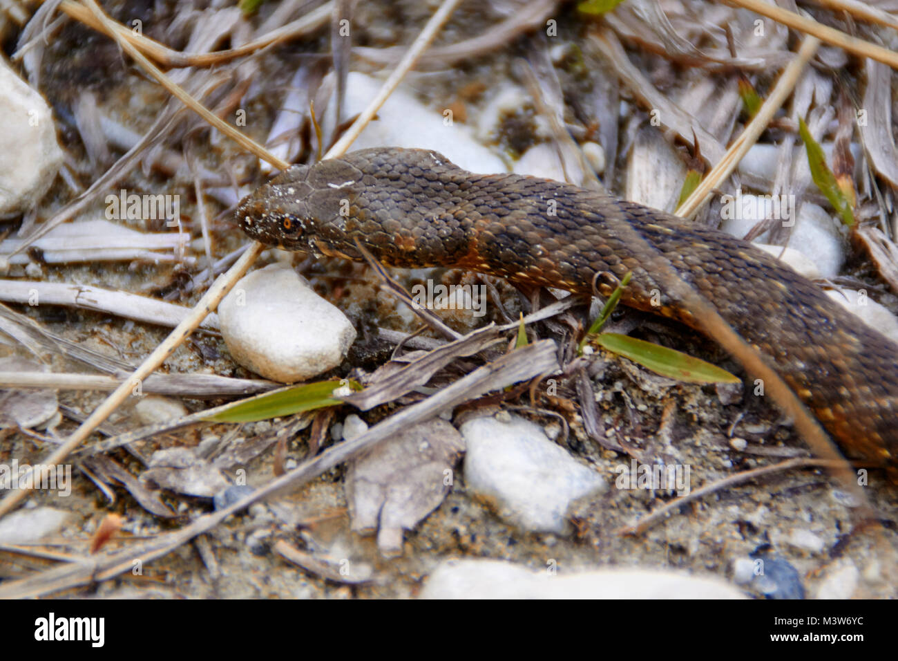Dead snake hi-res stock photography and images - Alamy