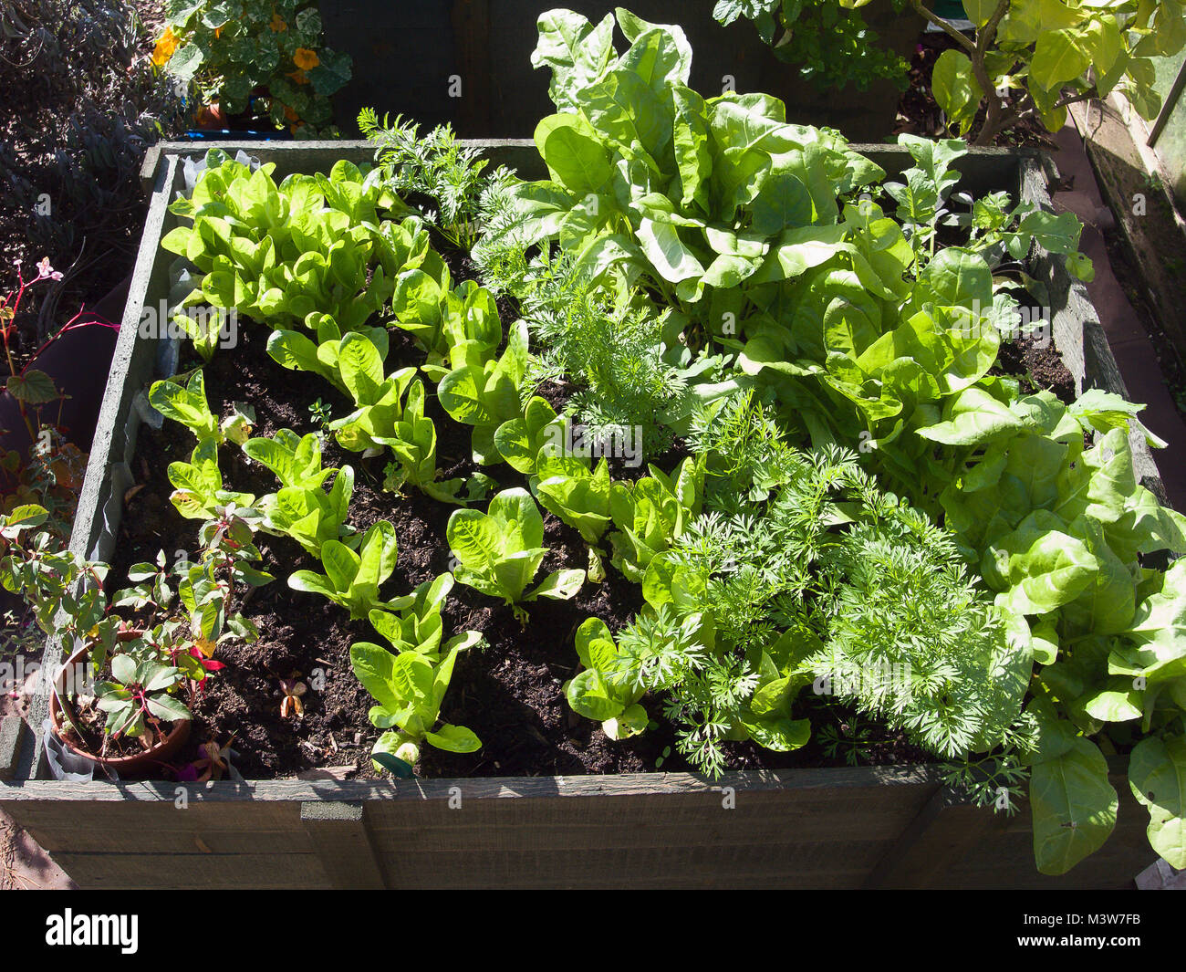 Salad vegetables growing in a small raised wooden planter for ease of ...