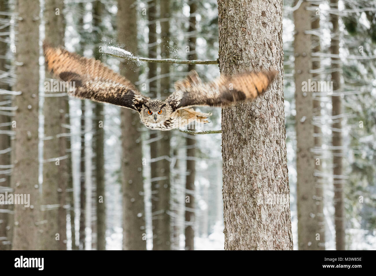 Eurasian Eagle Owl, Bubo bubo, flying bird with open wings in winter ...