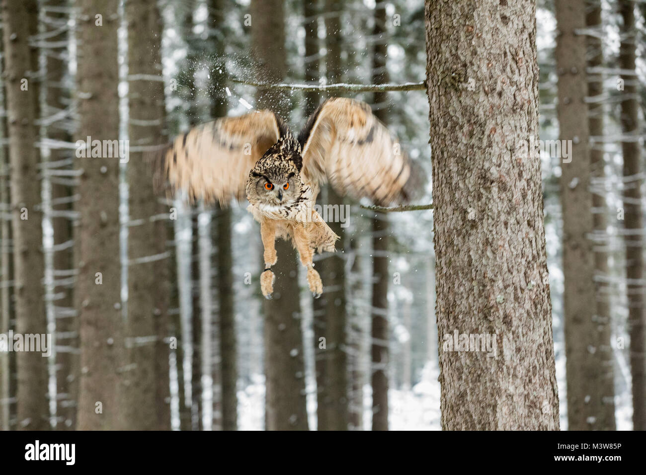 Eurasian Eagle Owl, Bubo bubo, flying bird with open wings in winter ...