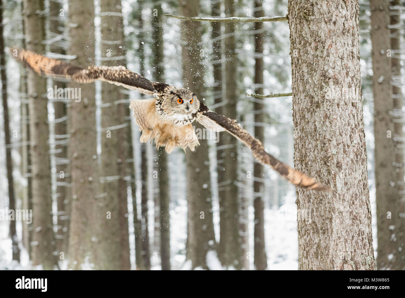 Eurasian Eagle Owl, Bubo bubo, flying bird with open wings in winter ...