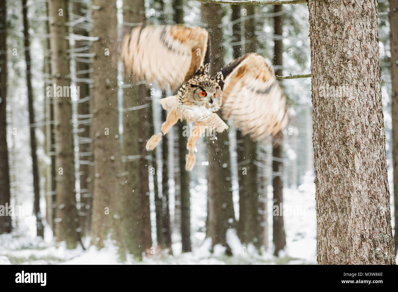 Eurasian Eagle Owl, Bubo bubo, flying bird with open wings in winter ...