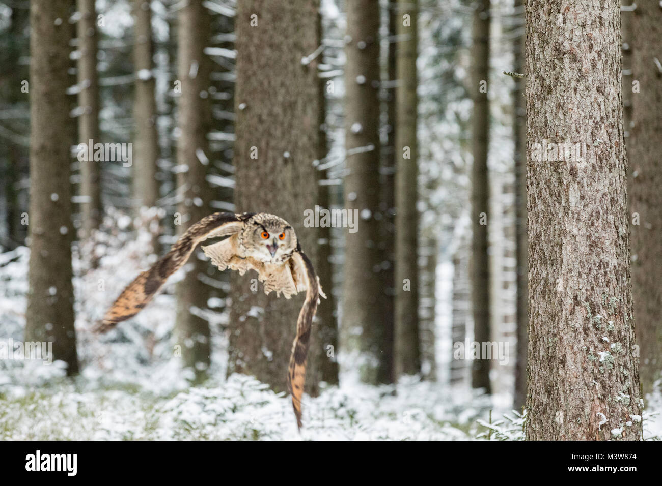 Eurasian Eagle Owl, Bubo bubo, flying bird with open wings in winter ...