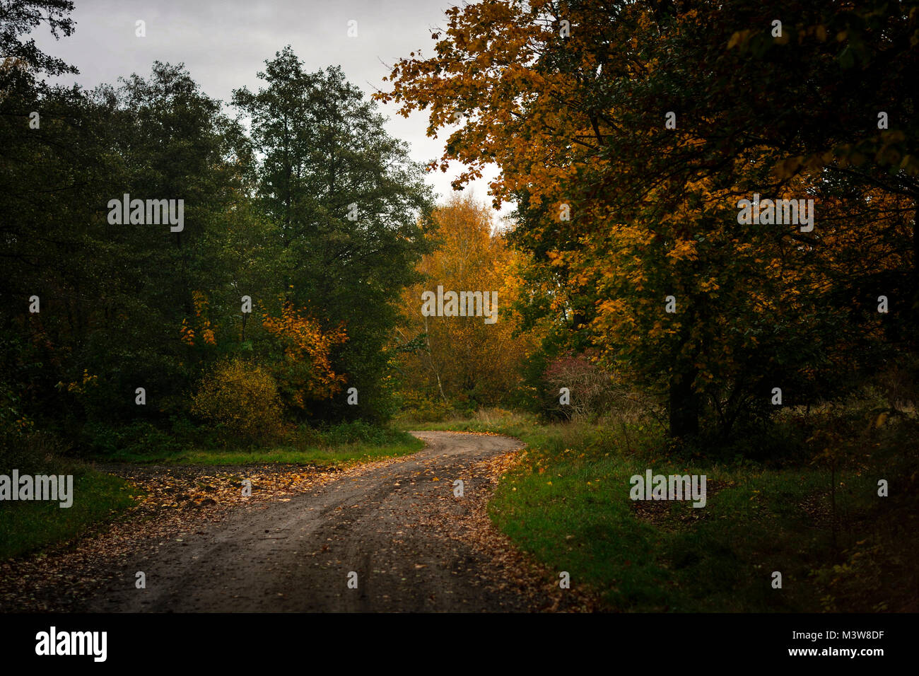 Pathway at Swedish countryside Stock Photo - Alamy