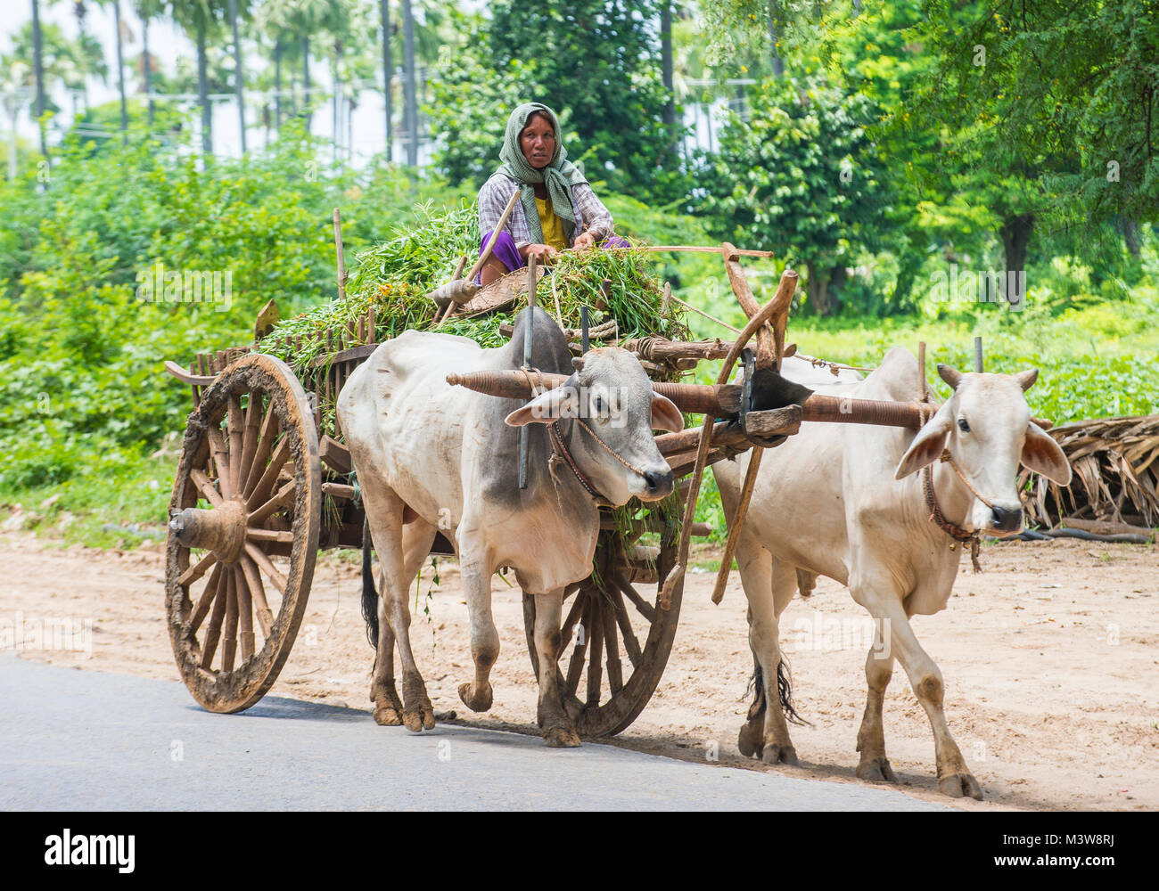 Riding ox cart High Resolution Stock Photography and Images - Alamy