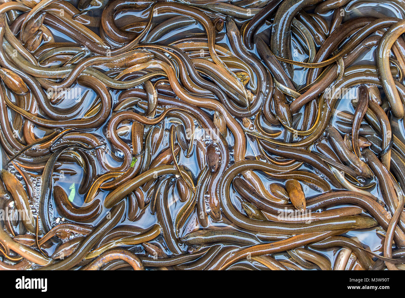 Many asian swamp eels crawl over each other, Laos Stock Photo - Alamy