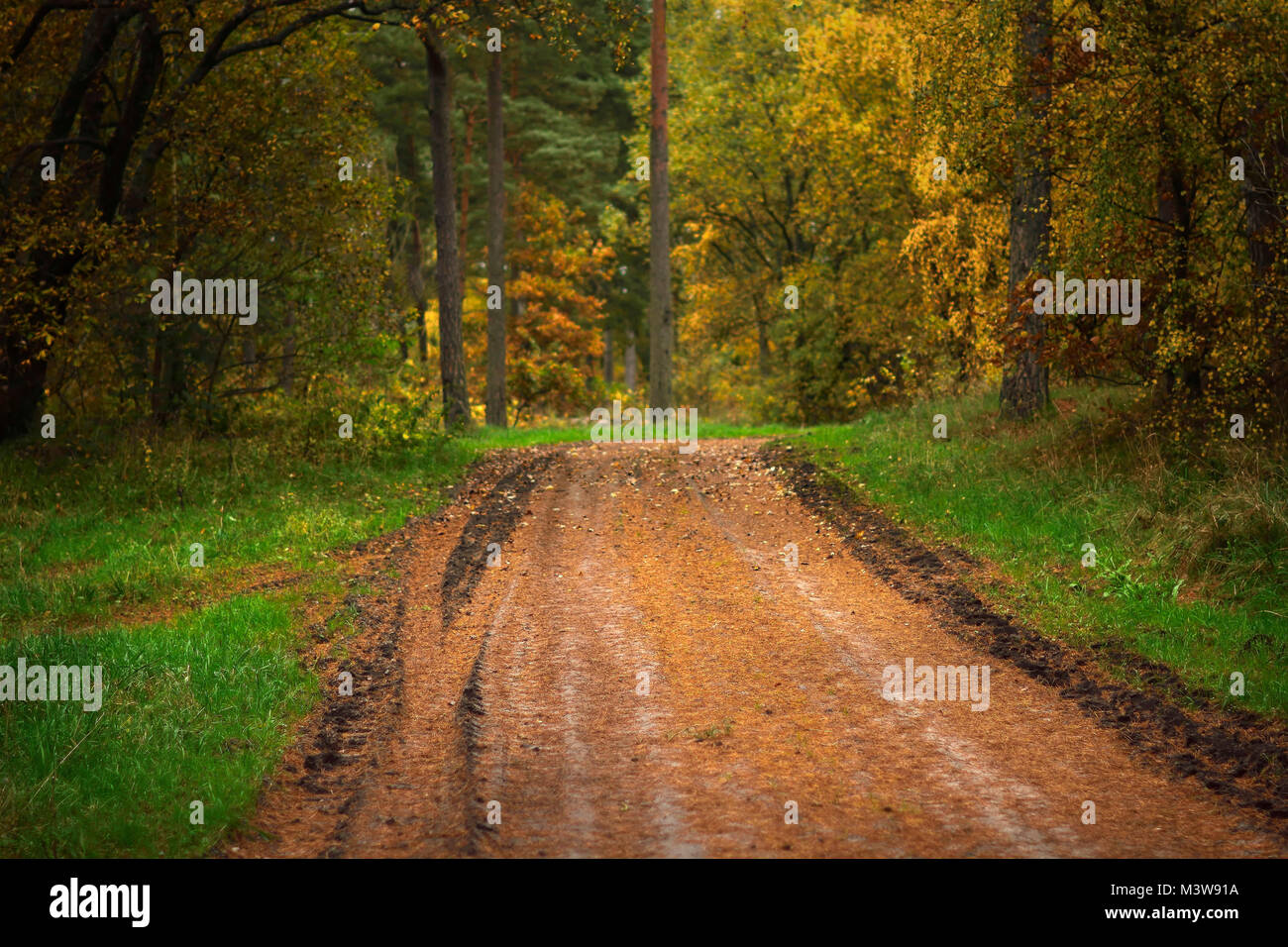 Pathway at Swedish countryside Stock Photo - Alamy