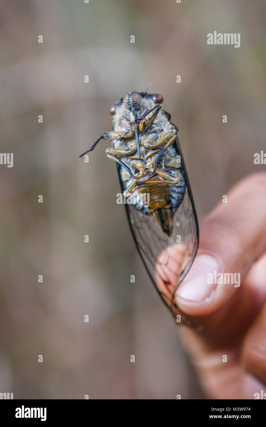 Big cicada hi-res stock photography and images - Alamy