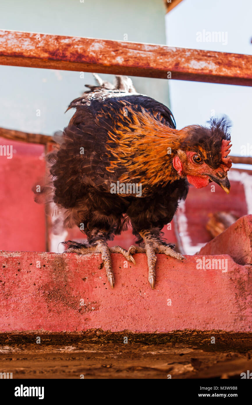 A chicken, Amantani Island, Titicaca lake, Peru Stock Photo - Alamy